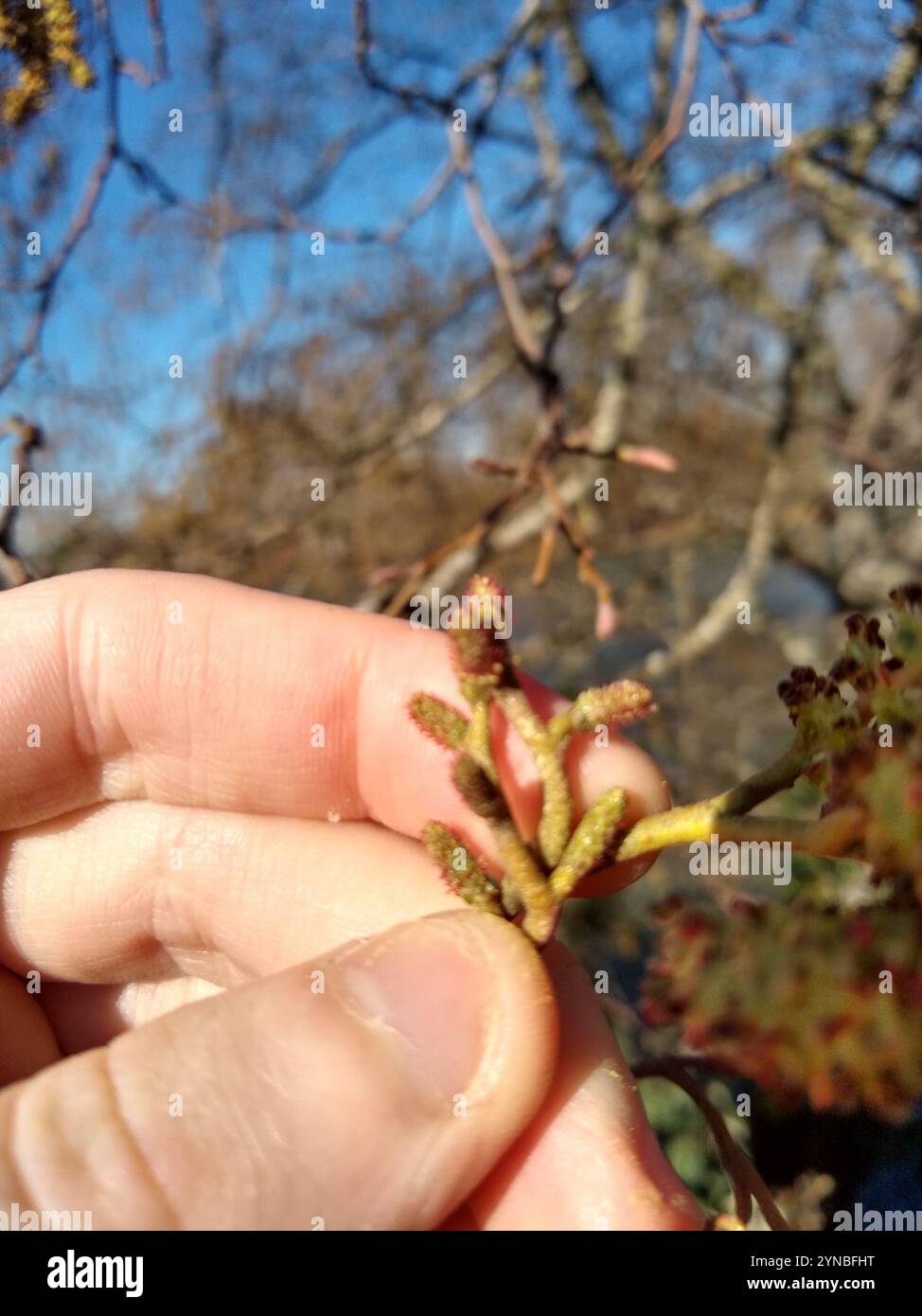 white alder (Alnus rhombifolia Stock Photo - Alamy