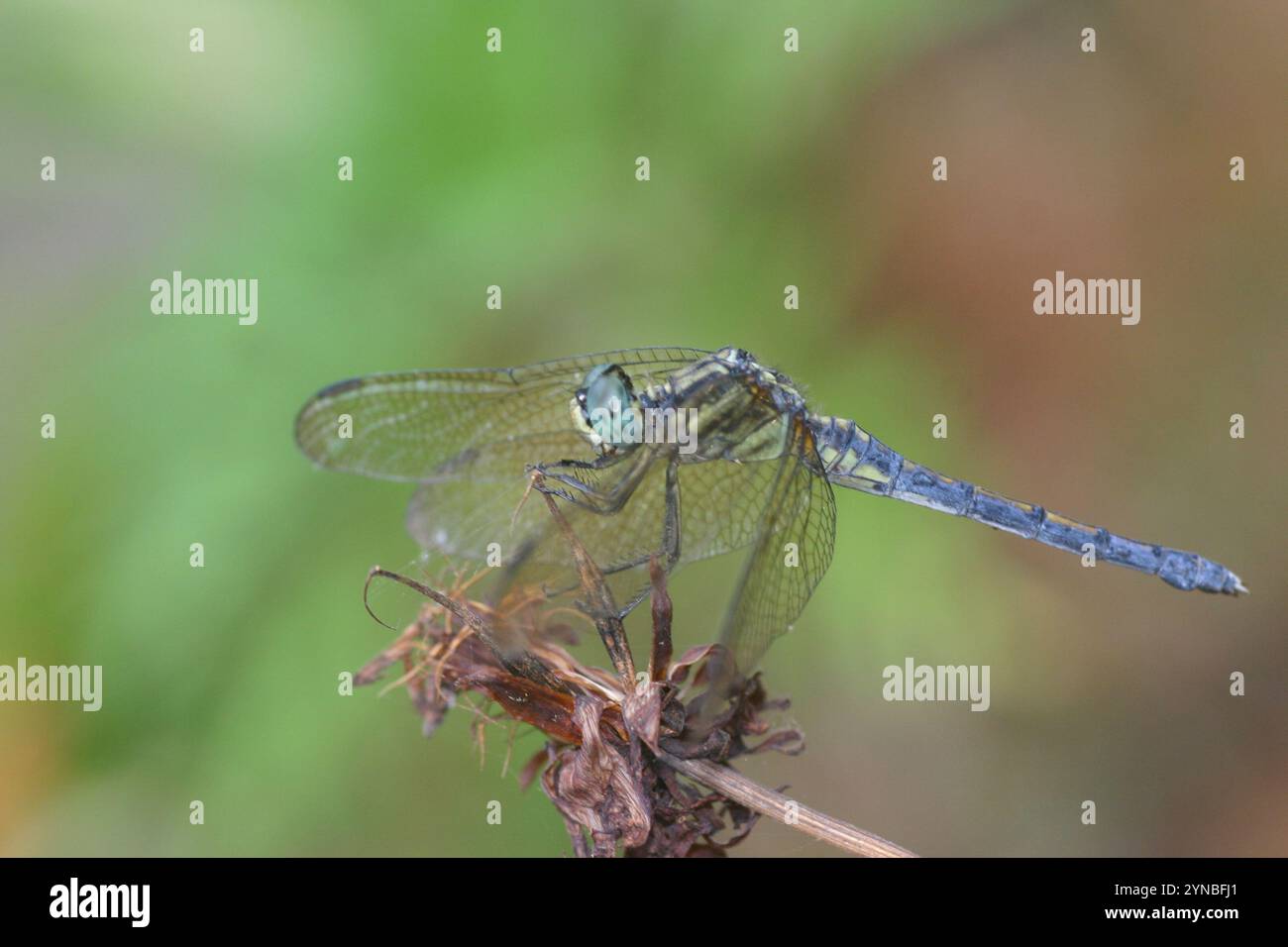Slender Blue Skimmer (Orthetrum luzonicum Stock Photo - Alamy