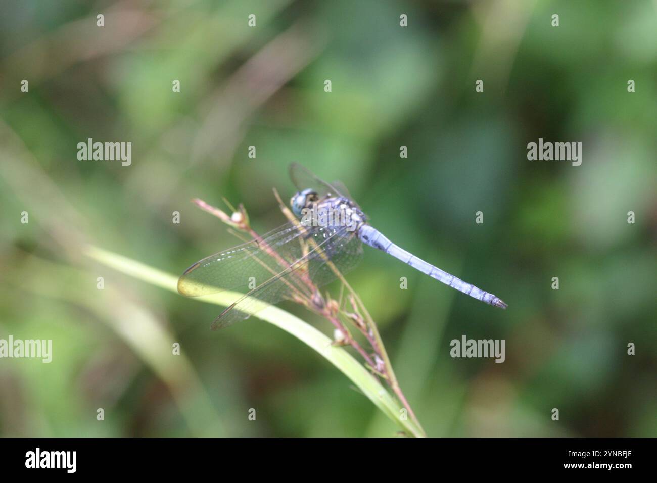 Slender Blue Skimmer (Orthetrum luzonicum Stock Photo - Alamy