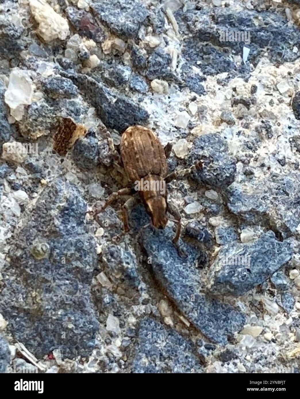 Clover root weevil (Sitona lepidus Stock Photo - Alamy