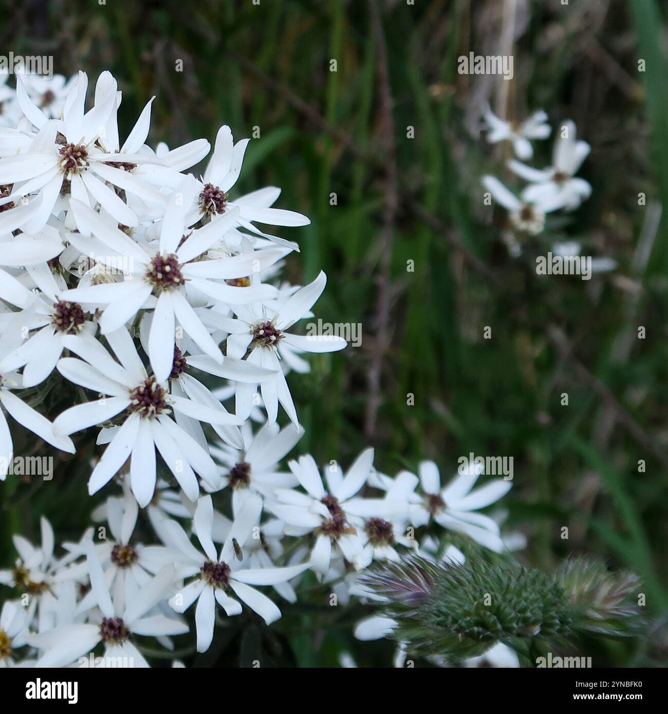Olearia phlogopappa hi-res stock photography and images - Alamy