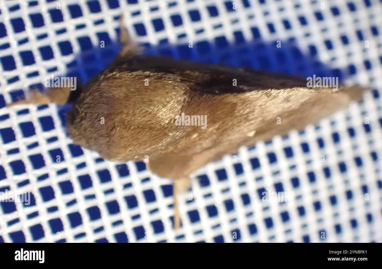 Lappet Moths (Lasiocampidae Stock Photo - Alamy