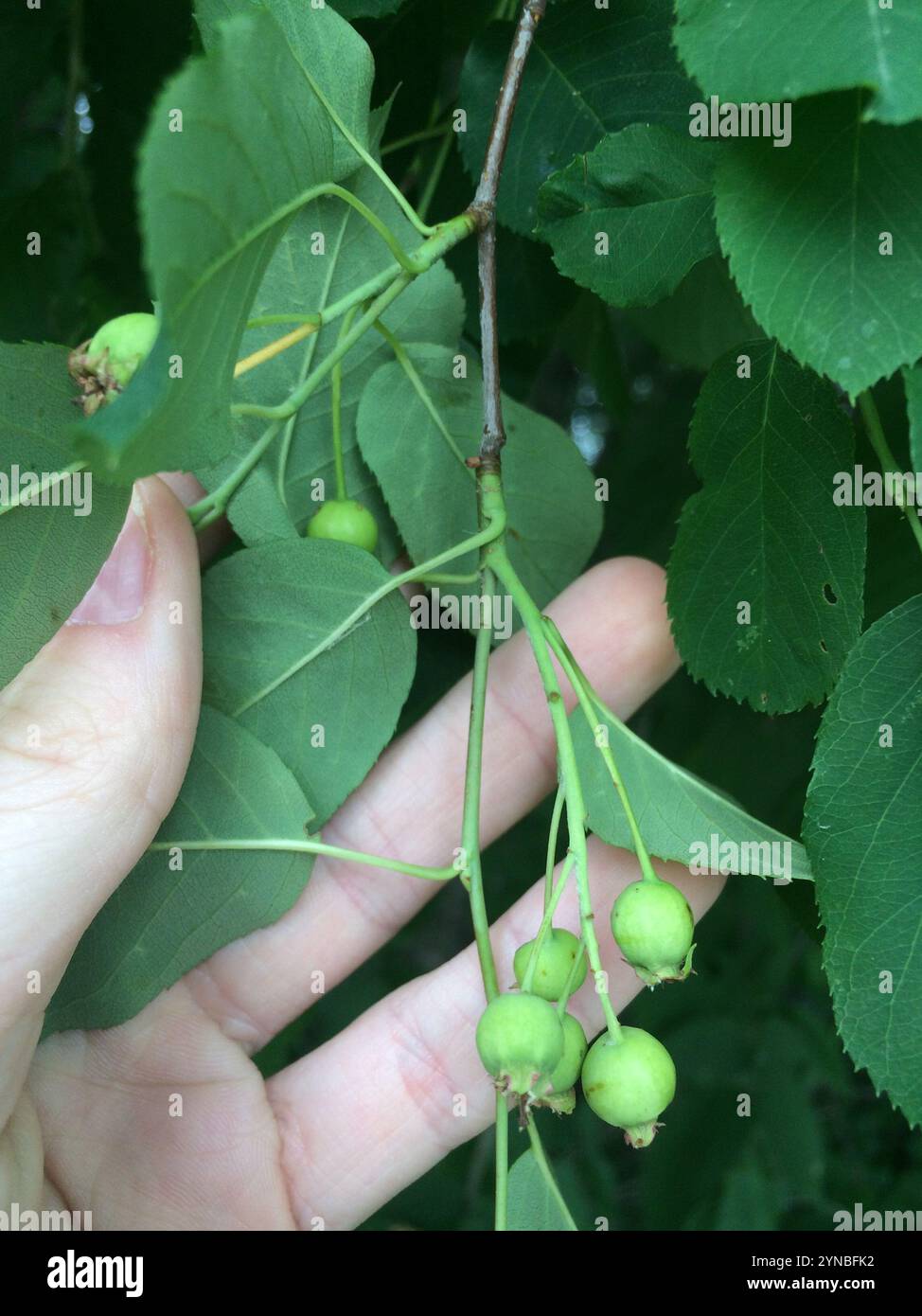 Running Serviceberry (Amelanchier stolonifera Stock Photo - Alamy