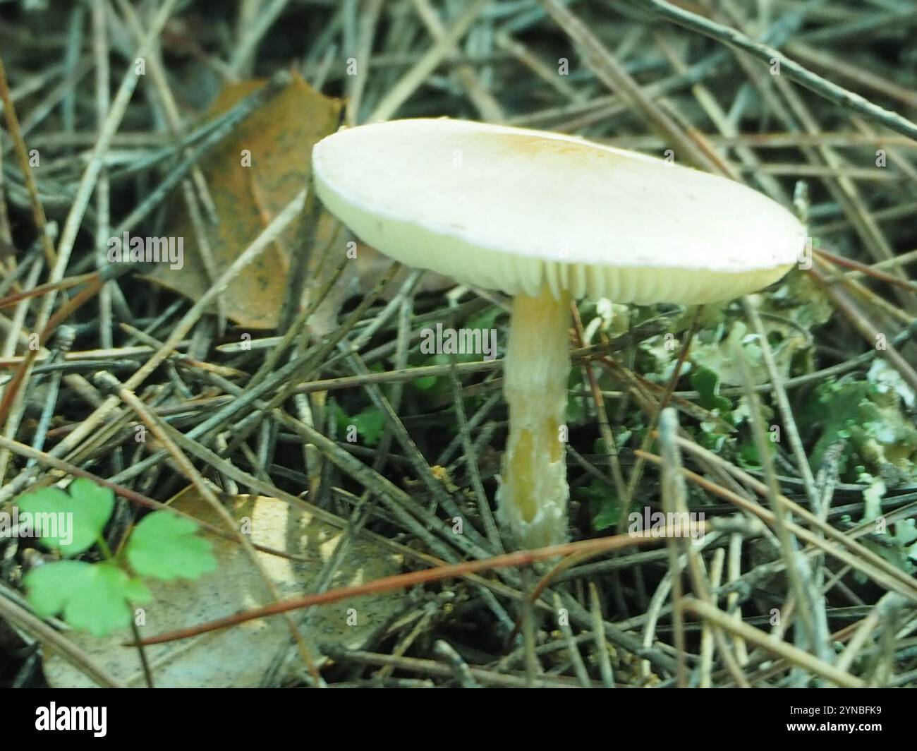 Stinking dapperling hi-res stock photography and images - Alamy