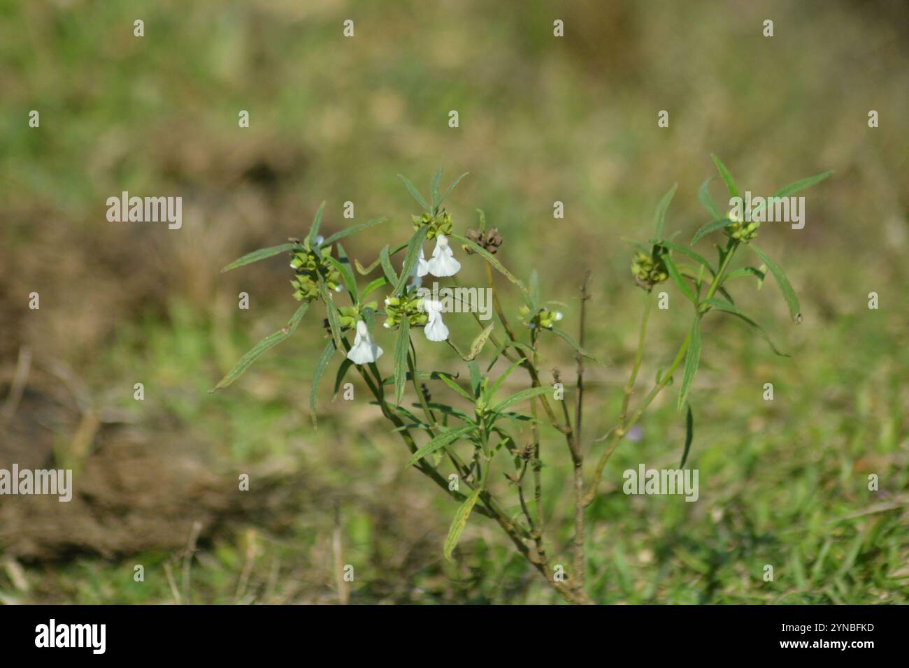 lavender-leaved leucas (Leucas lavandulifolia Stock Photo - Alamy
