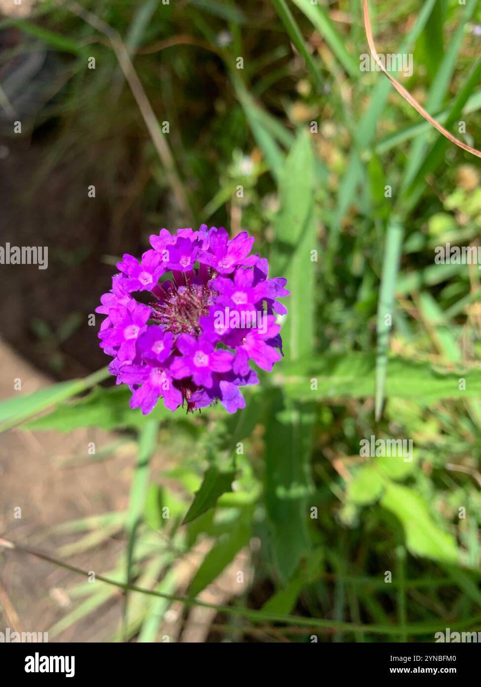 Slender Vervain (Verbena rigida Stock Photo - Alamy