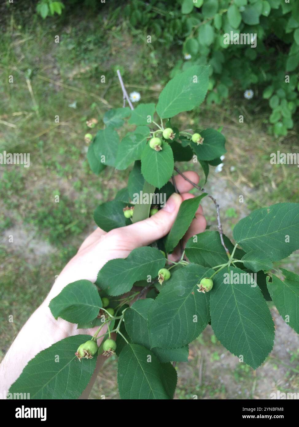Running Serviceberry (Amelanchier stolonifera Stock Photo - Alamy