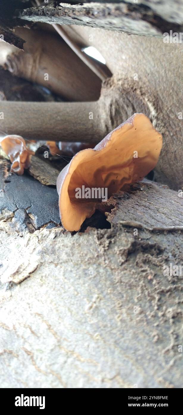 Jelly Ear (Auricularia auricula-judae Stock Photo - Alamy