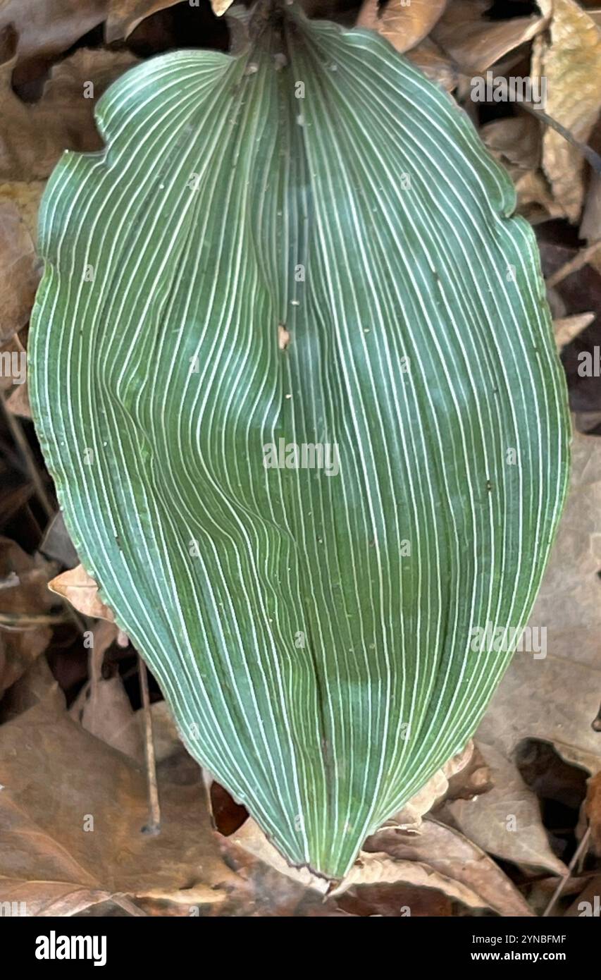 putty root (Aplectrum hyemale Stock Photo - Alamy
