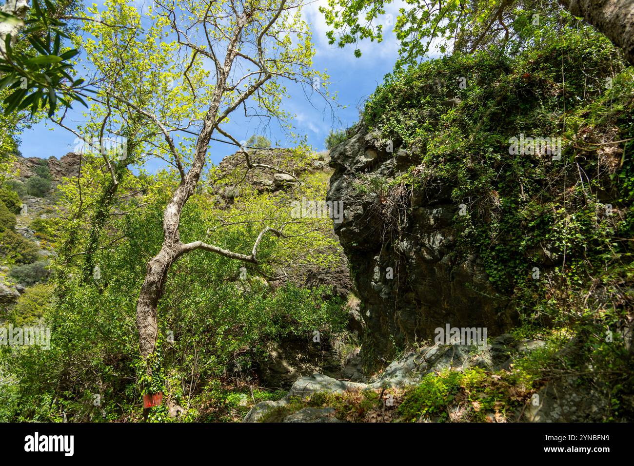 Richtis Gorge, state protected park, Crete, Greece Stock Photo - Alamy