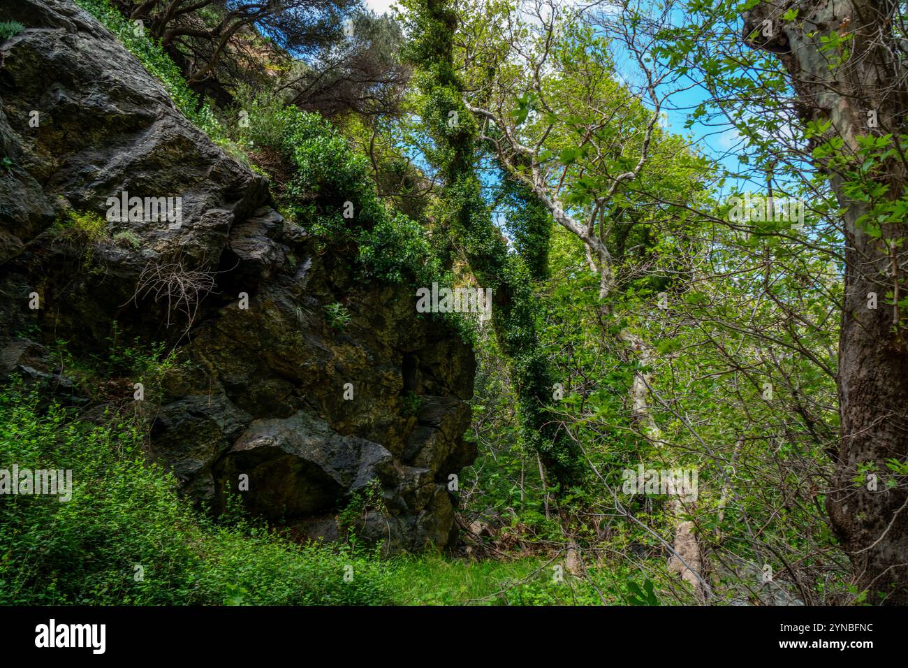 Richtis Gorge, state protected park, Crete, Greece Stock Photo - Alamy