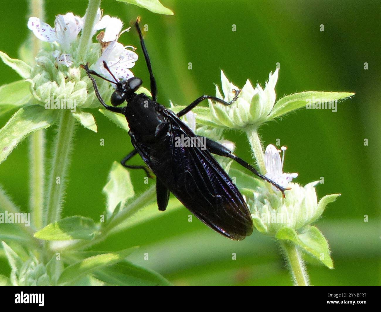 Clubbed Mydas Fly (Mydas clavatus Stock Photo - Alamy