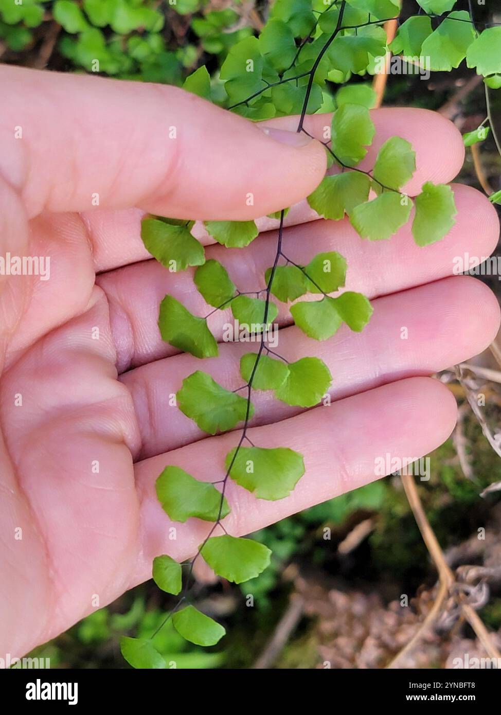 California Maidenhair Fern (Adiantum jordanii Stock Photo - Alamy