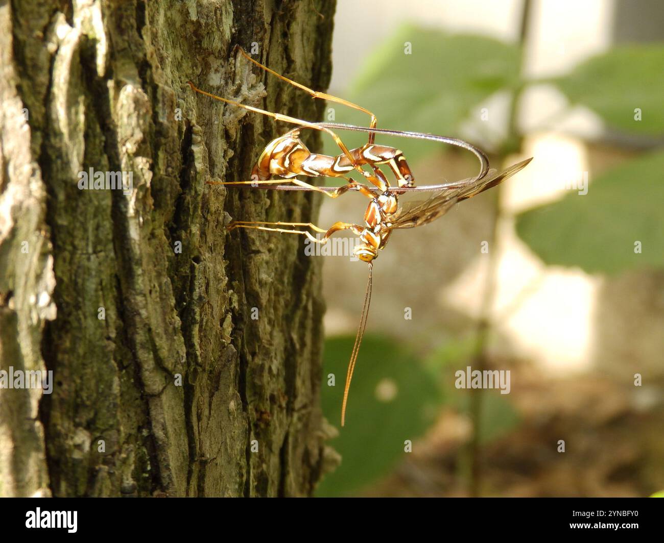 Long-tailed Giant Ichneumonid Wasp (Megarhyssa macrurus macrurus Stock ...