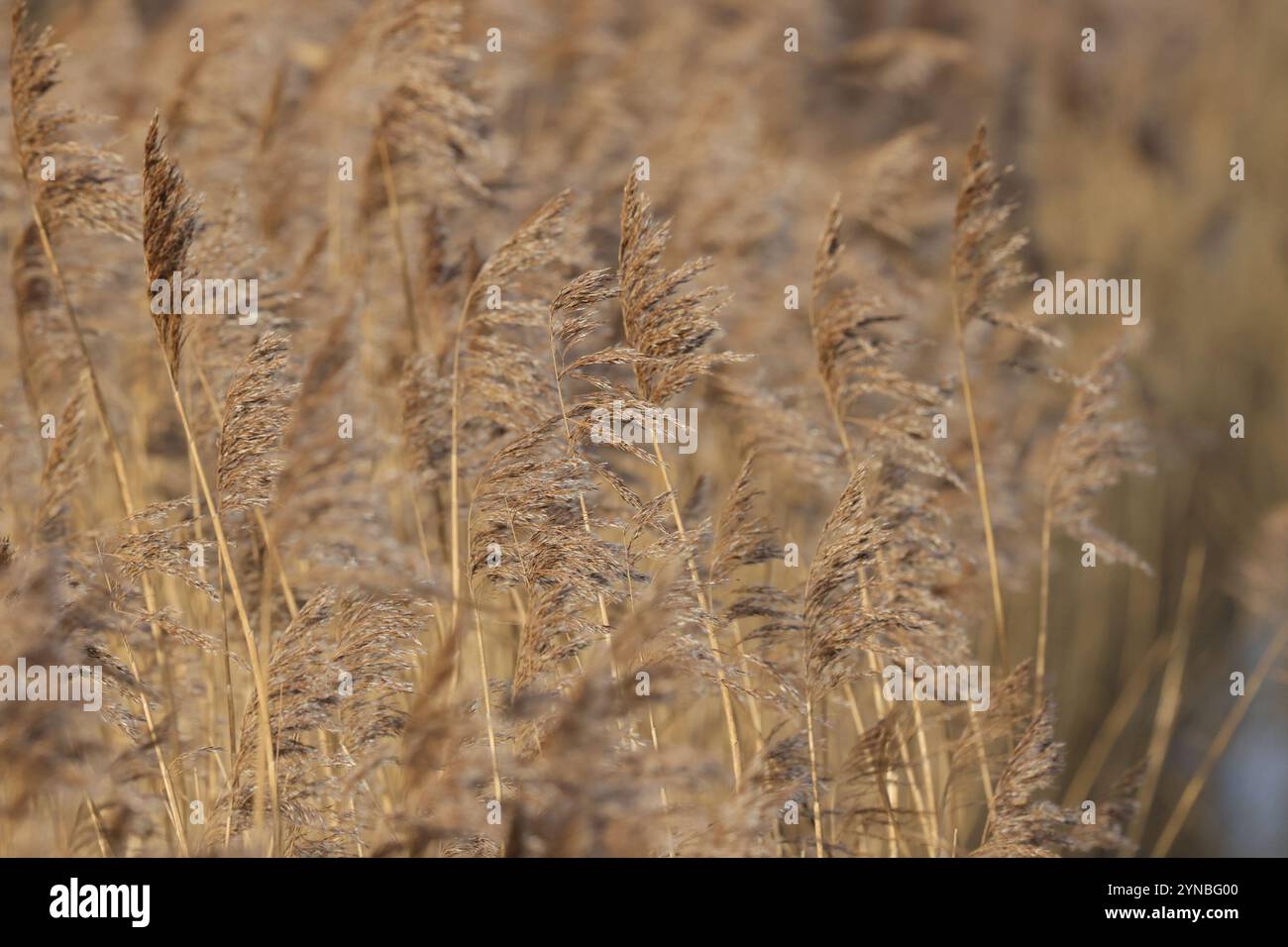 common reed (Phragmites australis Stock Photo - Alamy