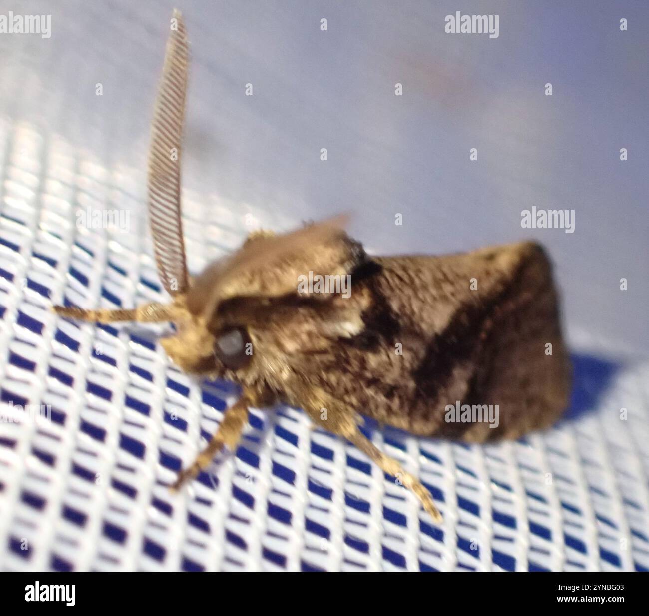 Old World Spiny-winged Moths (Eriocottidae Stock Photo - Alamy