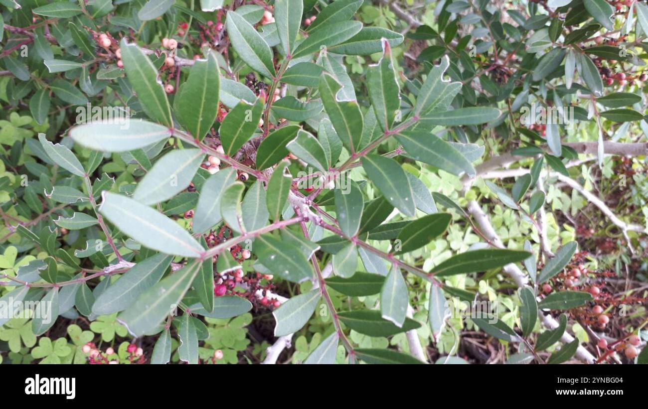 mastic (Pistacia lentiscus Stock Photo - Alamy