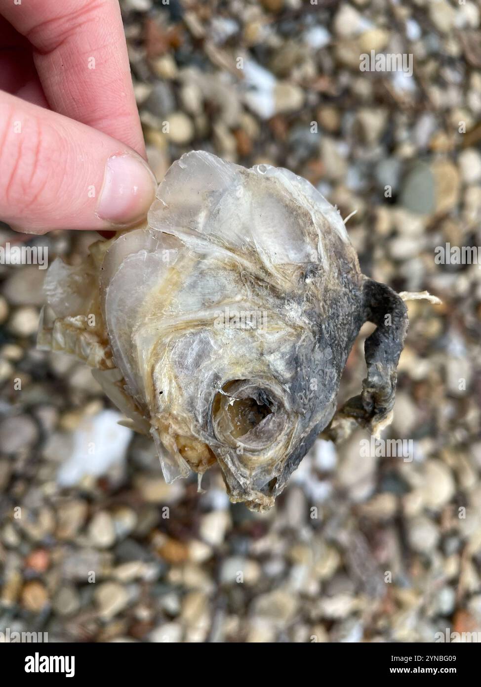 Ray-finned Fishes (Actinopterygii Stock Photo - Alamy