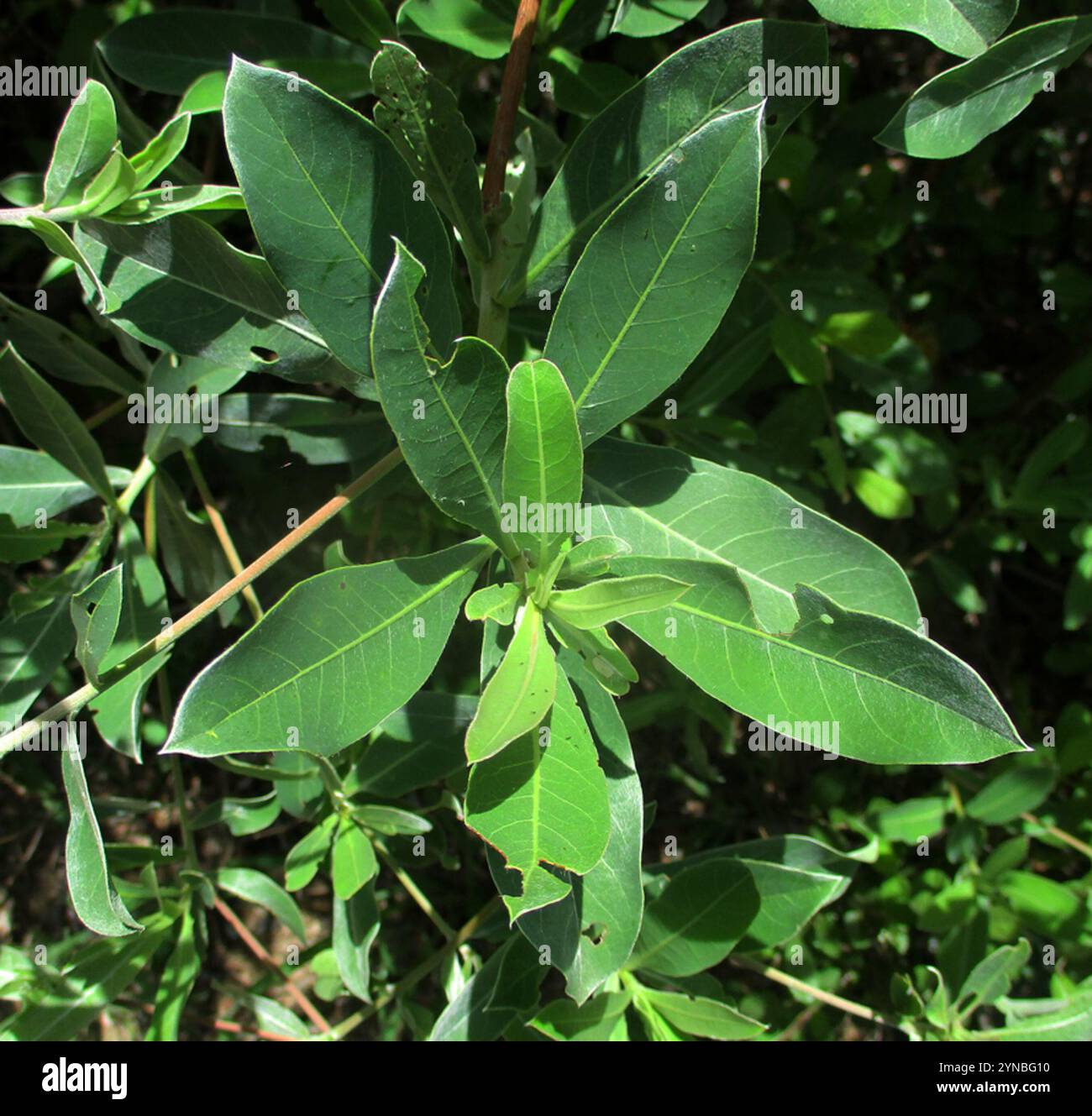 silver terminalia (Terminalia sericea Stock Photo - Alamy