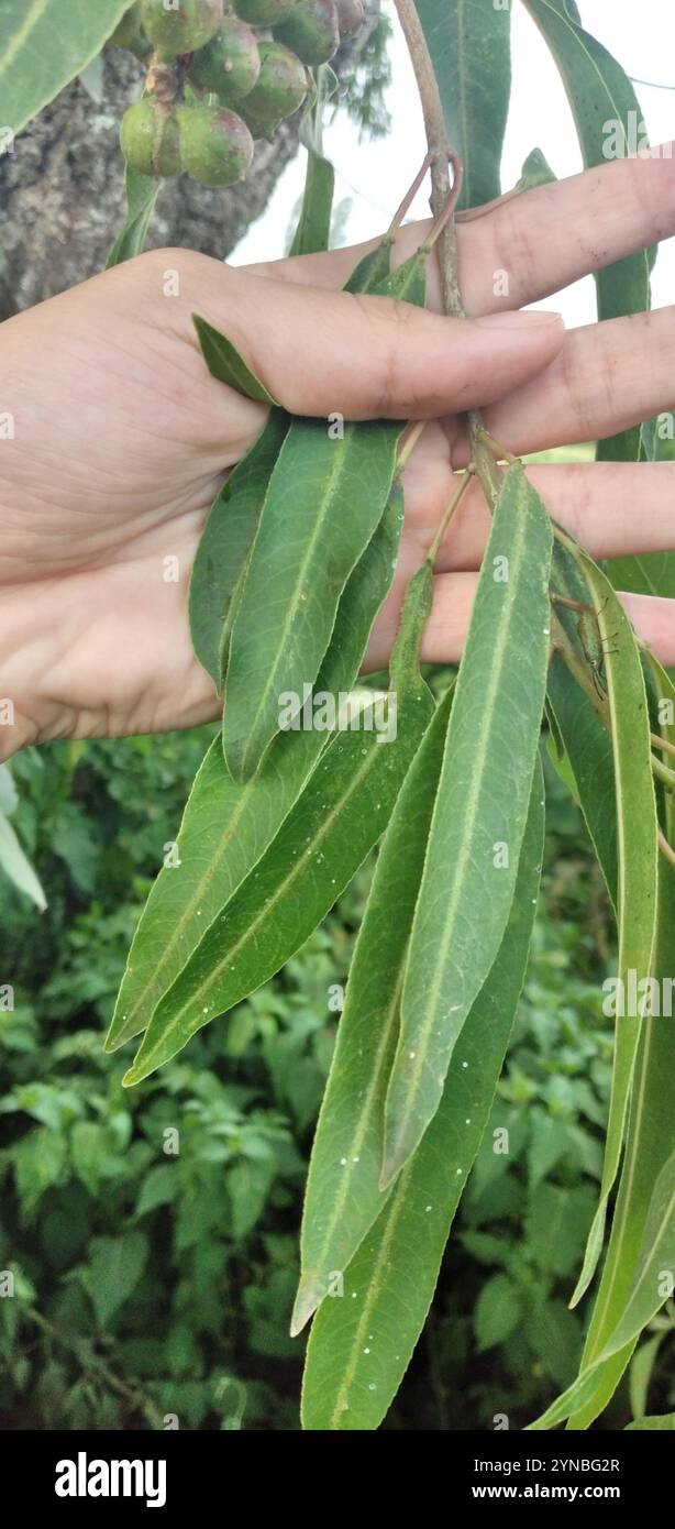 Sapium haematospermum hi-res stock photography and images - Alamy