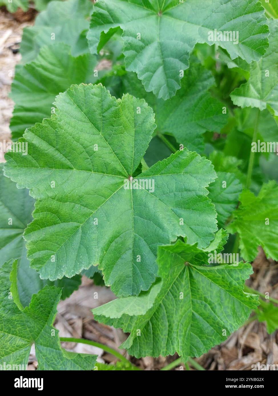 cheeseweed mallow (Malva parviflora Stock Photo - Alamy
