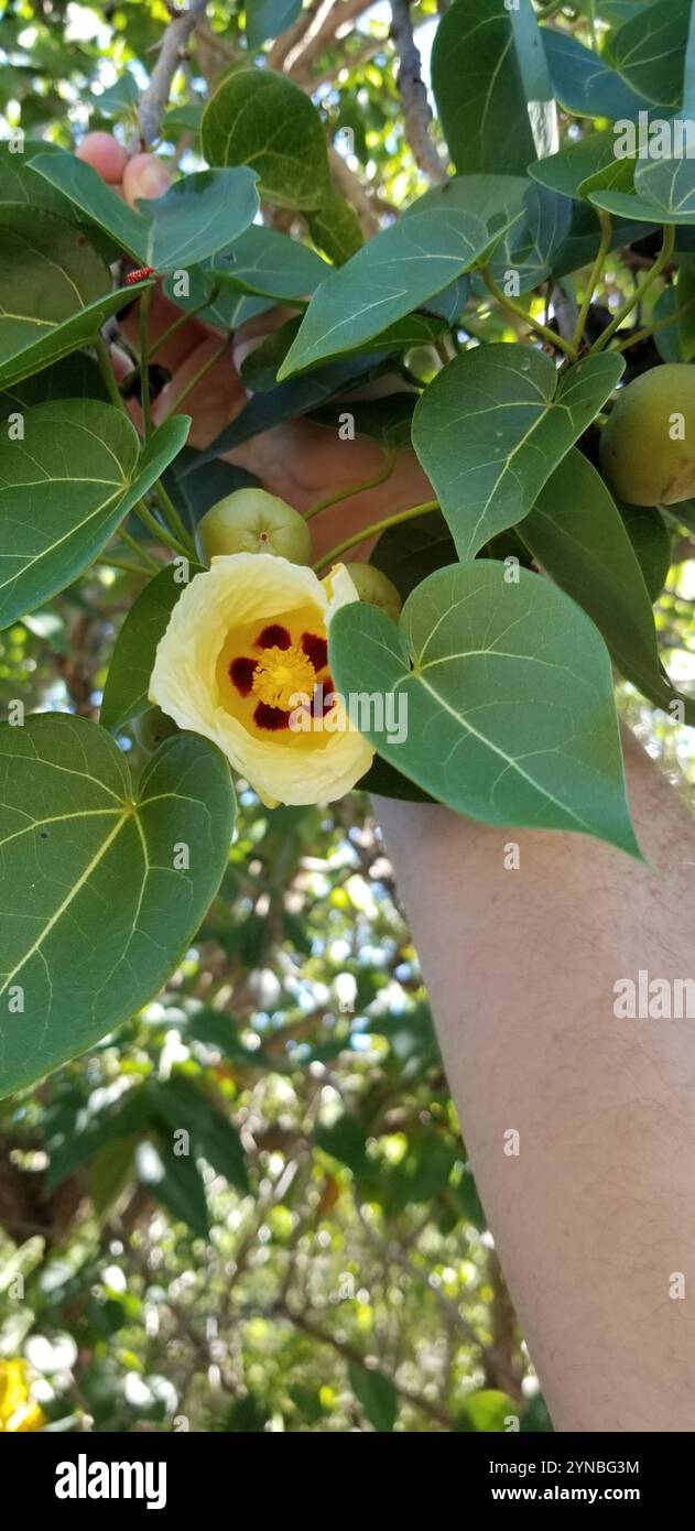Portia tree (Thespesia populnea Stock Photo - Alamy