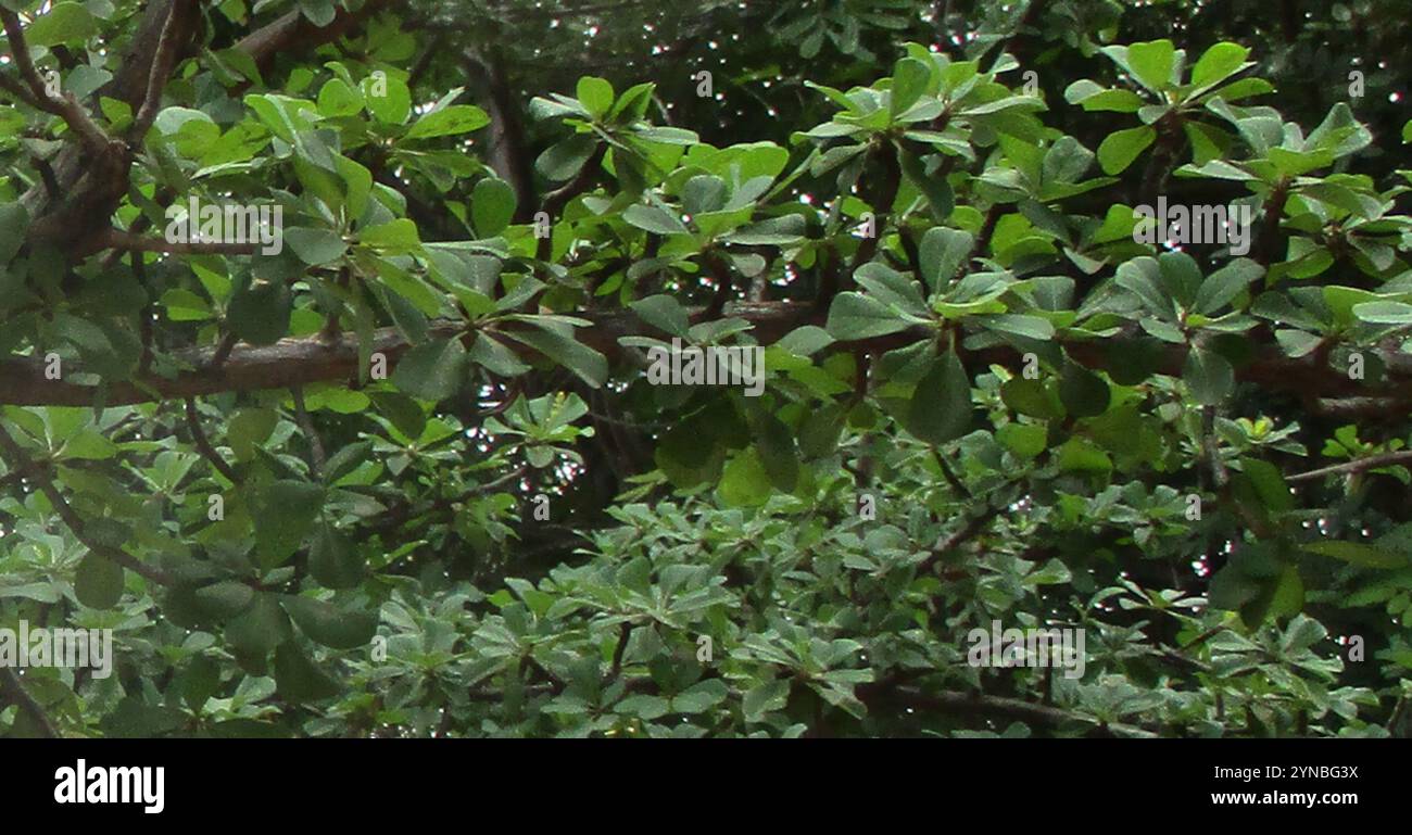 Purplepod clusterleaf (Terminalia prunioides Stock Photo - Alamy