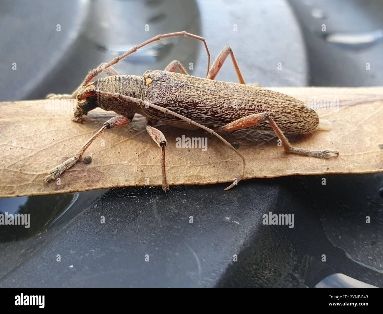 Lemon tree borer (Oemona hirta Stock Photo - Alamy