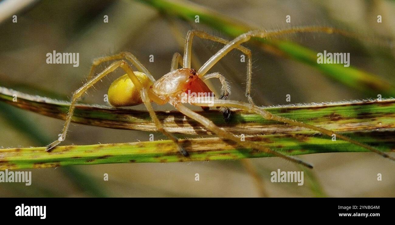 European Yellow Sac Spider (Cheiracanthium punctorium Stock Photo - Alamy