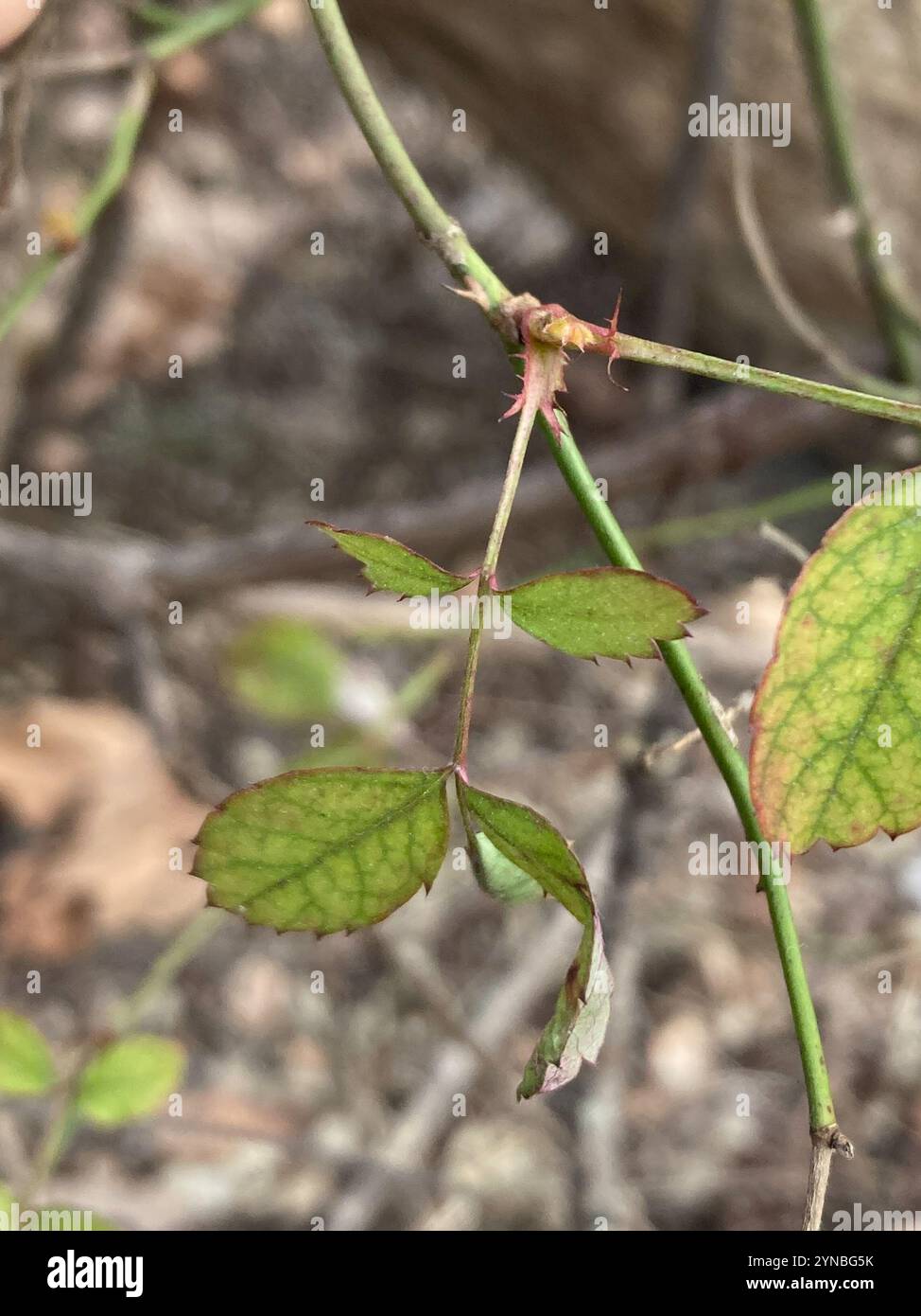 multiflora rose (Rosa multiflora Stock Photo - Alamy