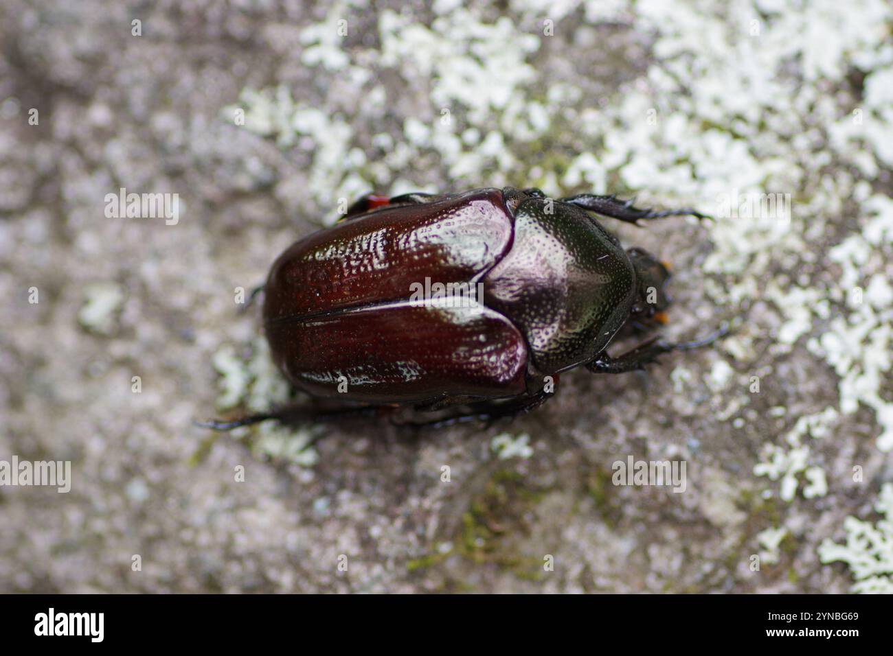 Metallicum hi-res stock photography and images - Alamy