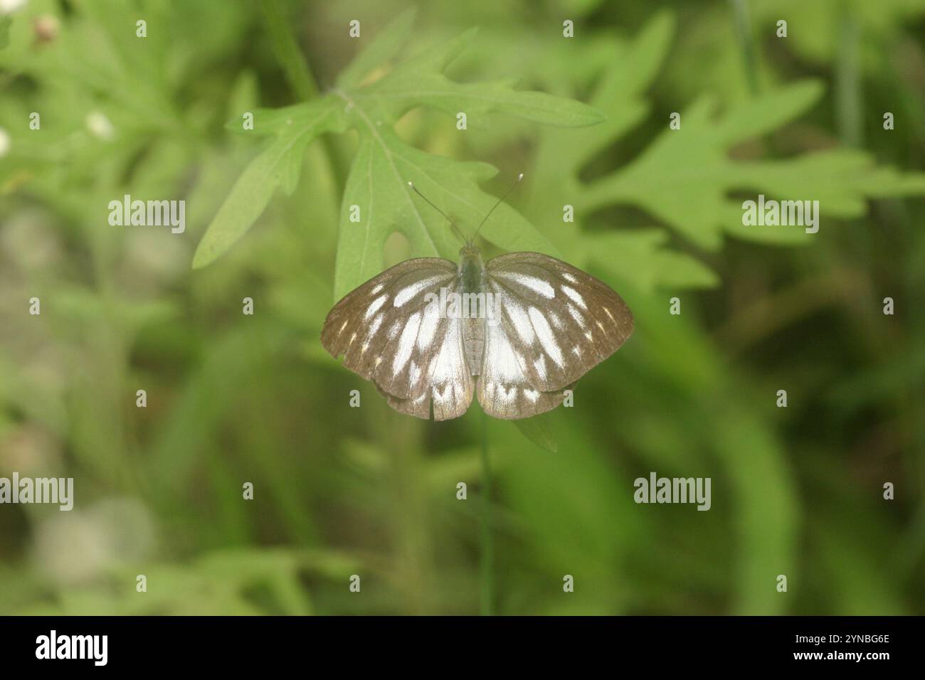 Common Gull (Cepora nerissa Stock Photo - Alamy