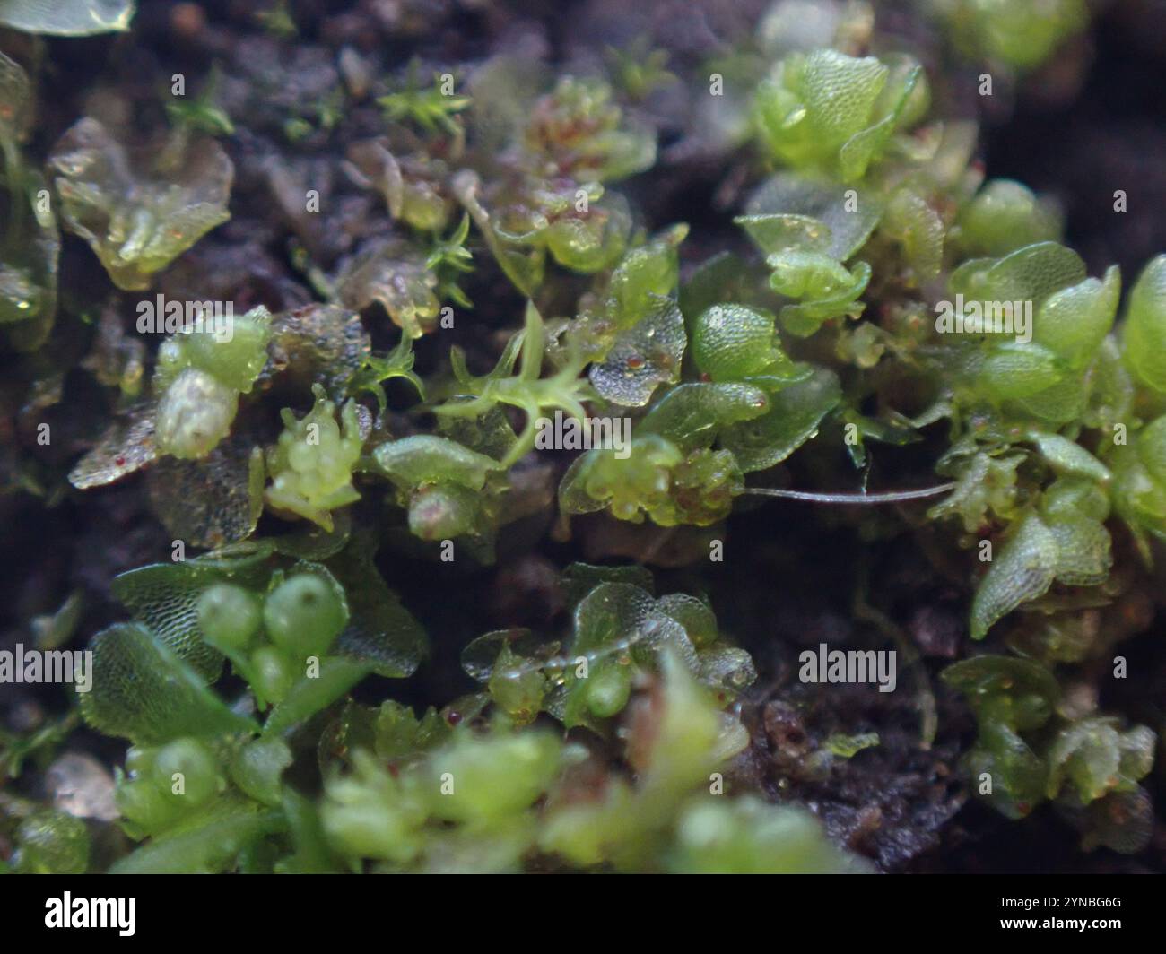 Texas Balloonwort (Sphaerocarpos texanus Stock Photo - Alamy