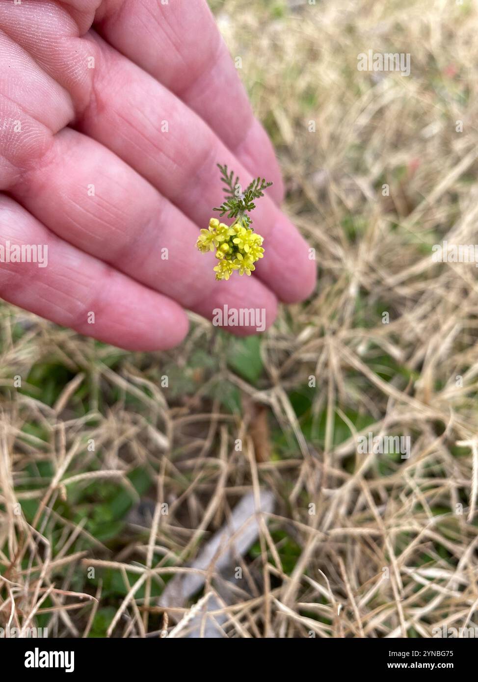 Western Tansymustard (Descurainia pinnata Stock Photo - Alamy