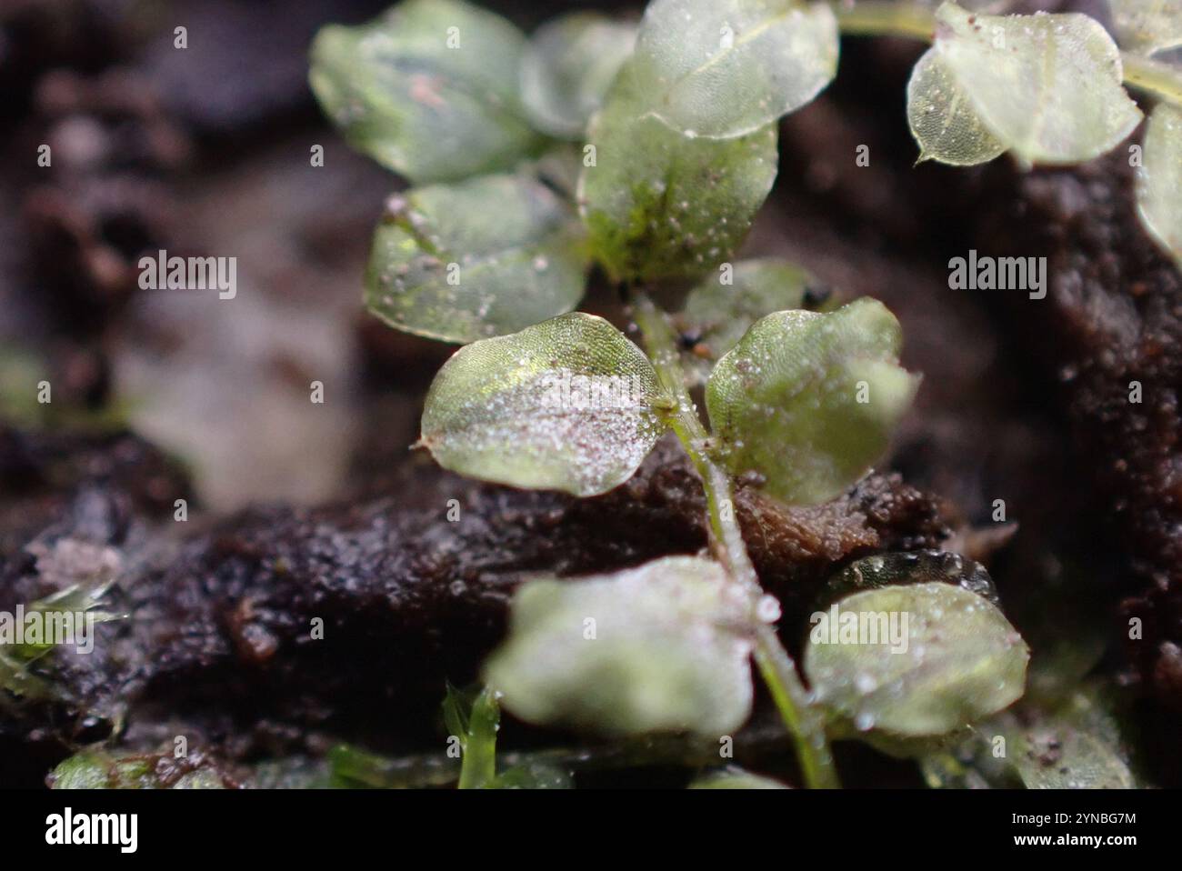 Long-beaked Thyme-moss (Plagiomnium rostratum Stock Photo - Alamy