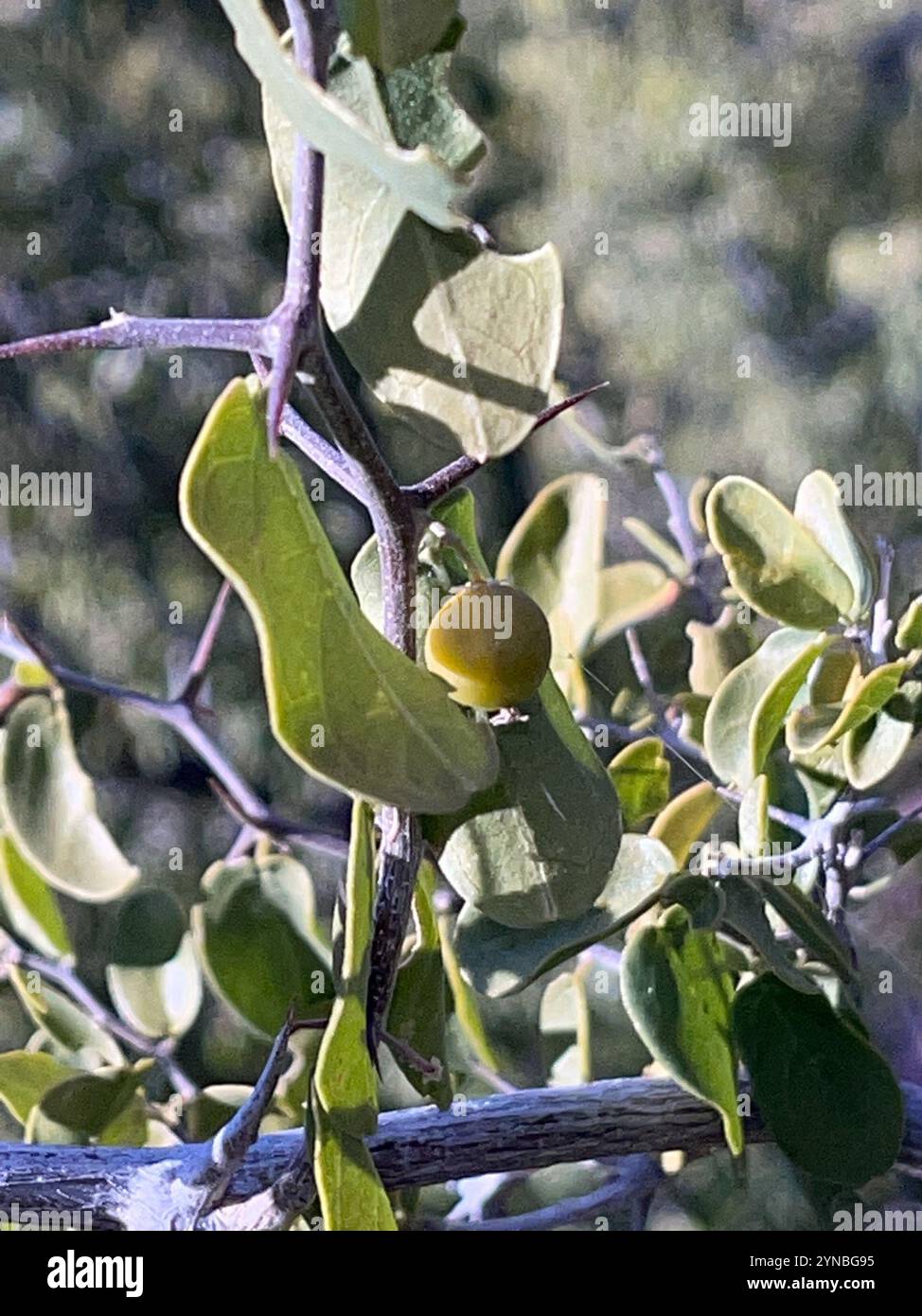 spiny hackberry (Celtis pallida Stock Photo - Alamy