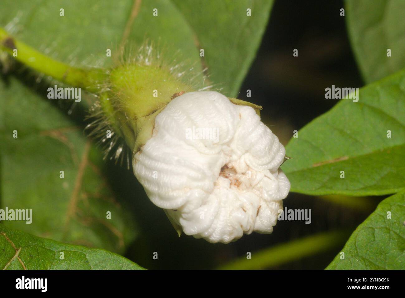Alamo vine (Distimake dissectus Stock Photo - Alamy