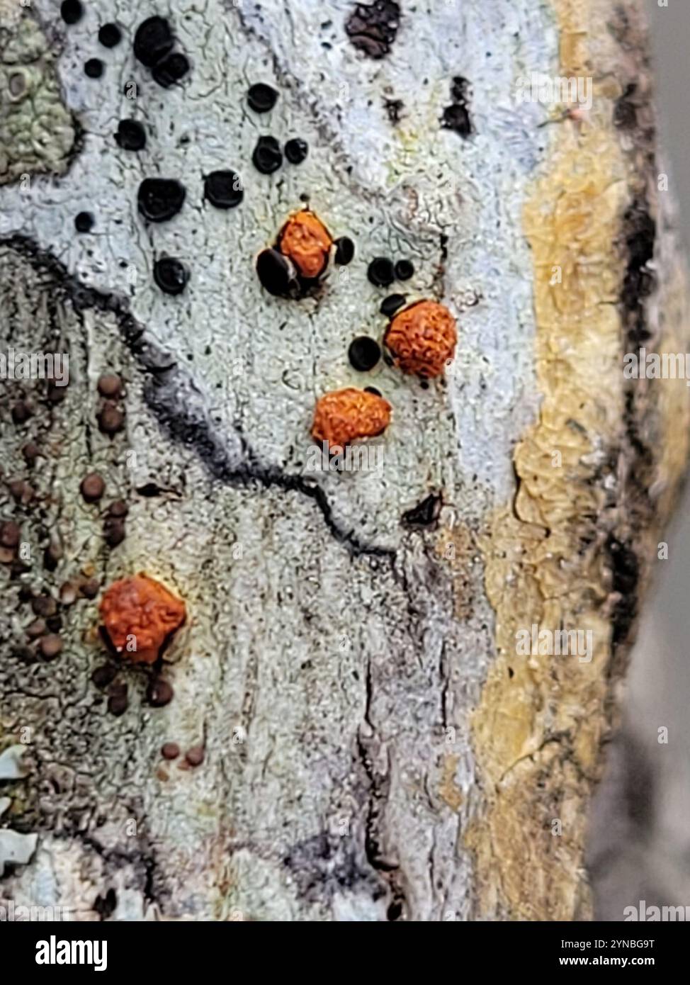 orange hobnail canker (Amphilogia gyrosa Stock Photo - Alamy