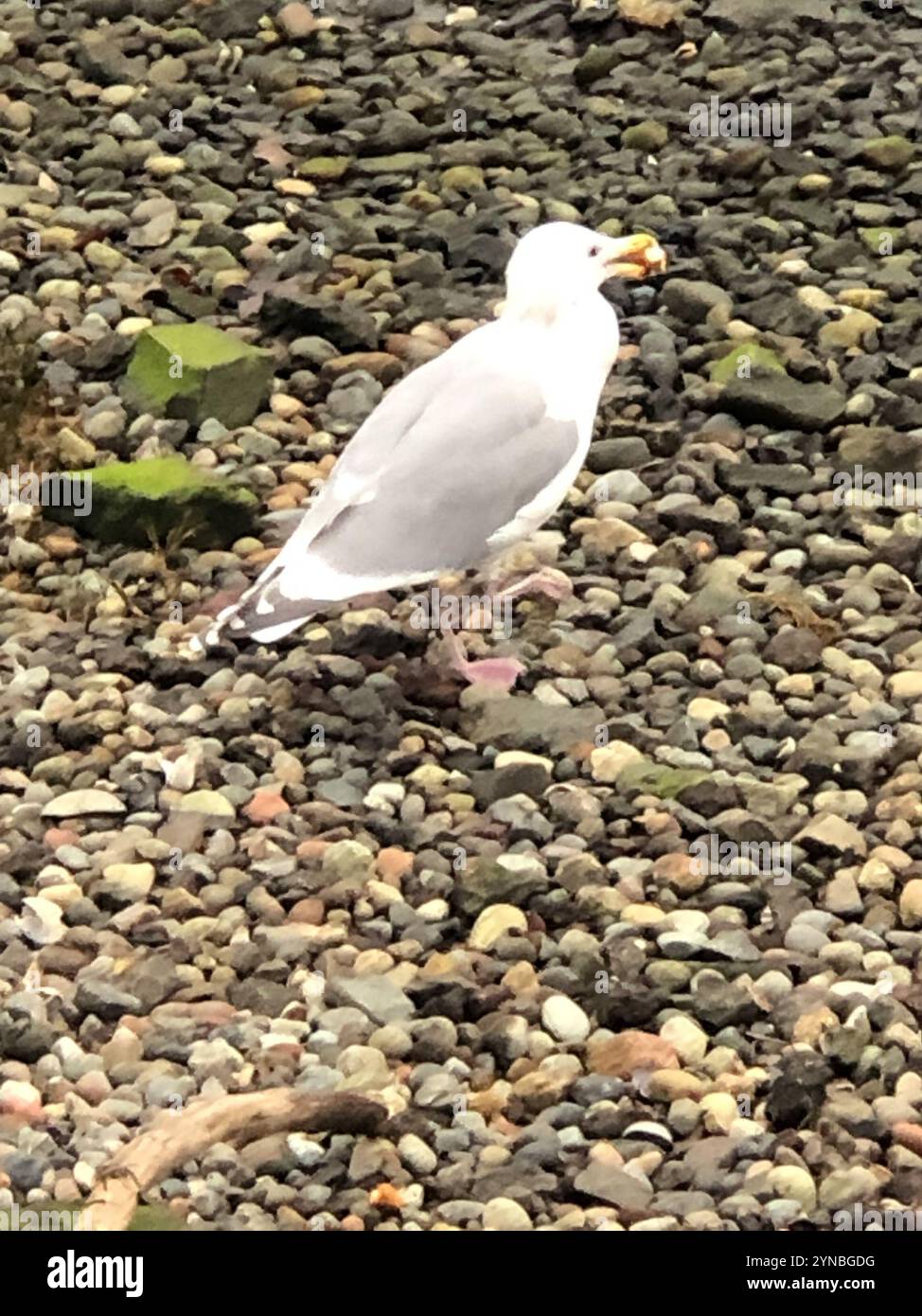 Large White-headed Gulls (Larus Stock Photo - Alamy