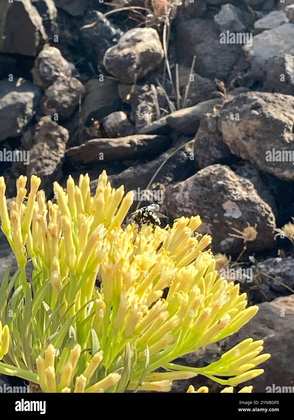 Cloak and dagger bee hi-res stock photography and images - Alamy