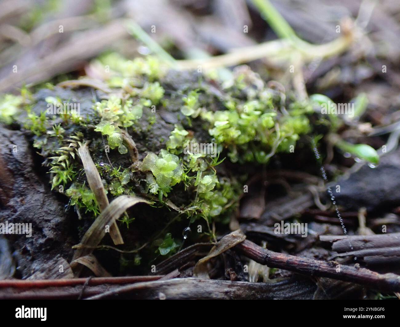 Sphaerocarpos hi-res stock photography and images - Alamy