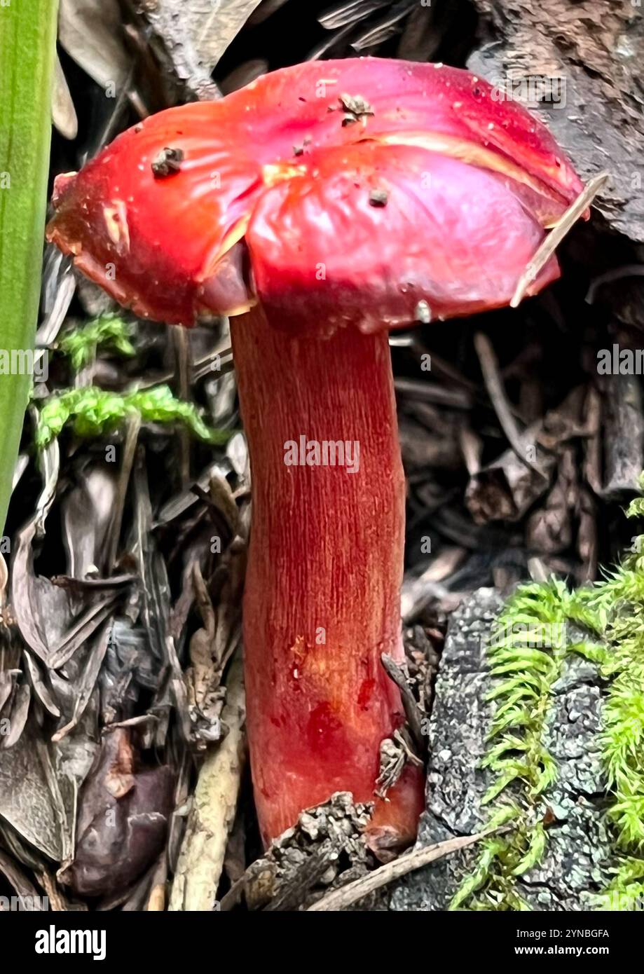 Scarlet Waxy Cap (Hygrocybe coccinea Stock Photo - Alamy