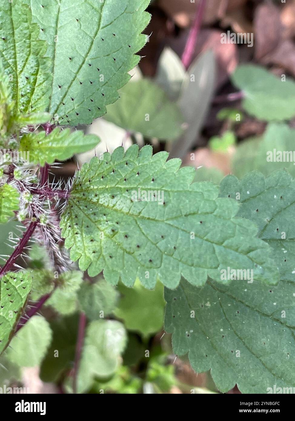 heartleaf nettle (Urtica chamaedryoides Stock Photo - Alamy