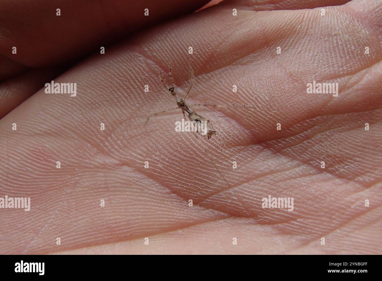 Spider Assassin Bugs (Stenolemus Stock Photo - Alamy