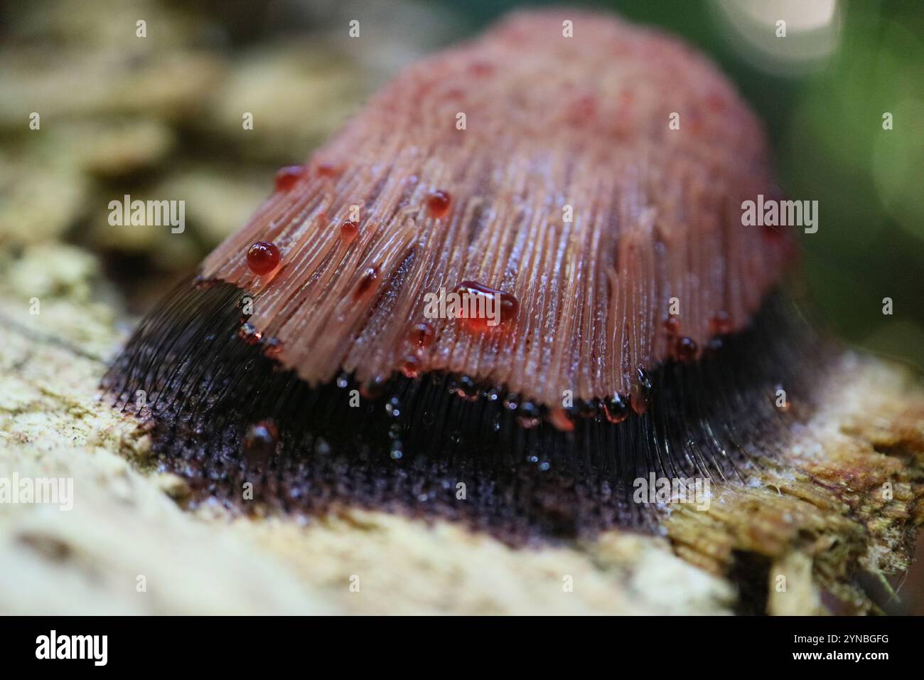 chocolate tube slime (Stemonitis splendens Stock Photo - Alamy