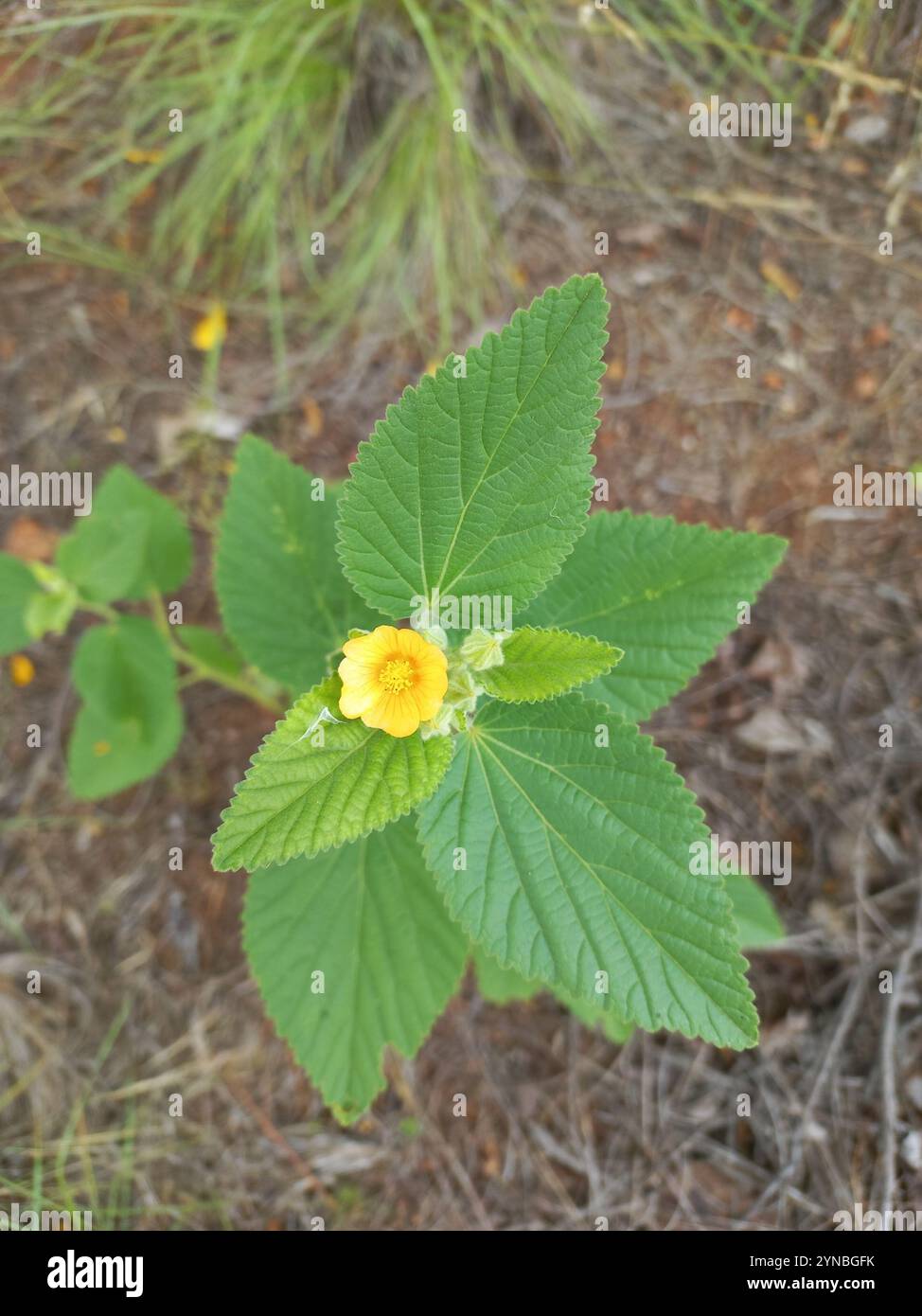 flannel weed (Sida cordifolia Stock Photo - Alamy