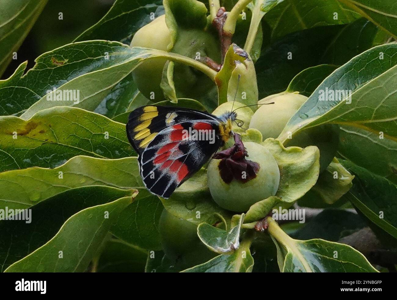 Imperial Jezebel (Delias harpalyce Stock Photo - Alamy