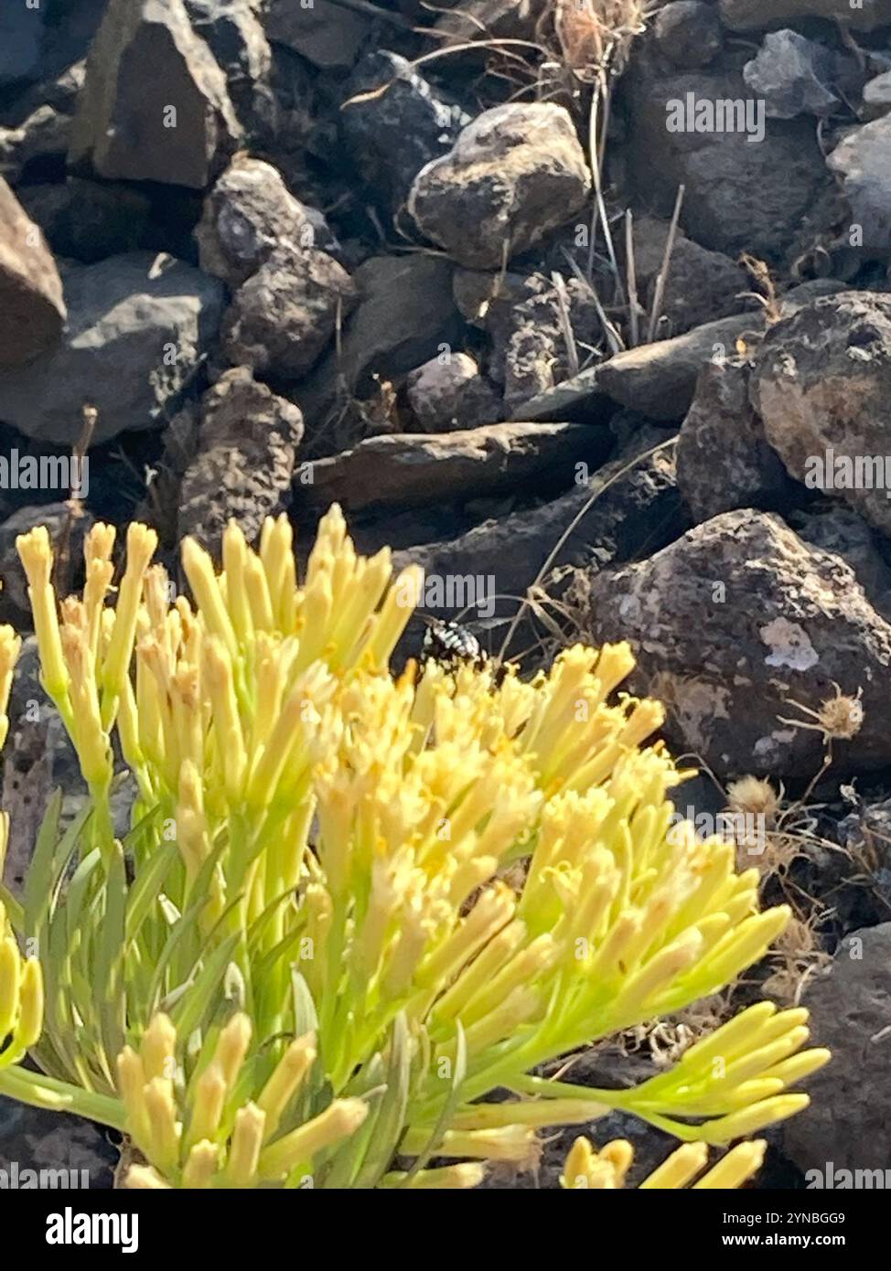 Cloak and dagger bee hi-res stock photography and images - Alamy