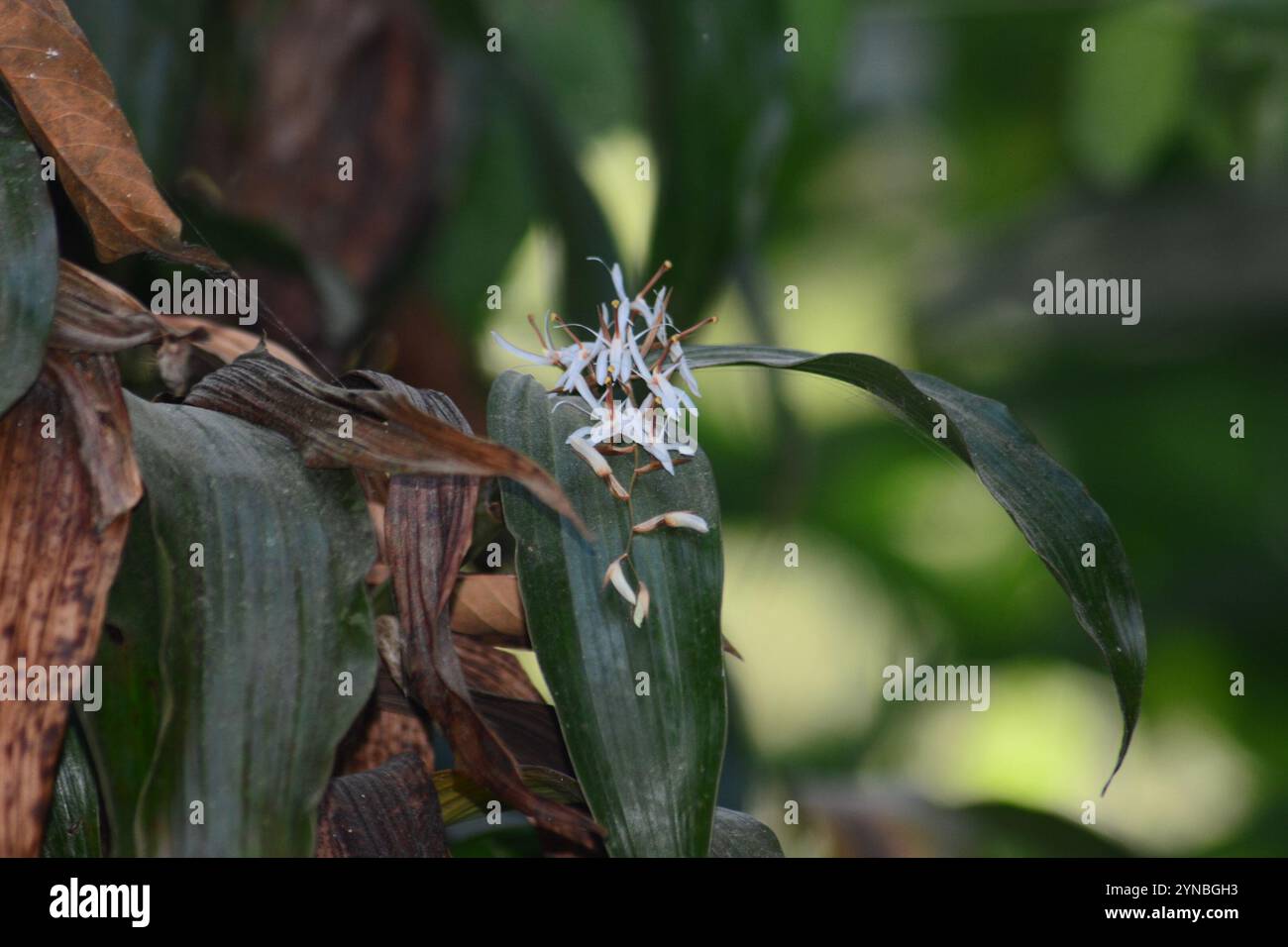 Porrectus hi-res stock photography and images - Alamy