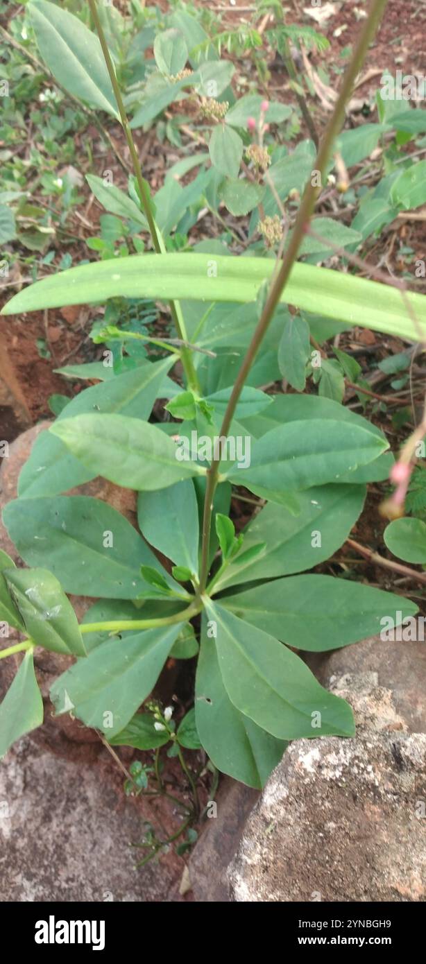 Jewels of Opar (Talinum paniculatum Stock Photo - Alamy